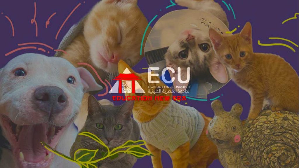 Development of Animal Wealth – ECU